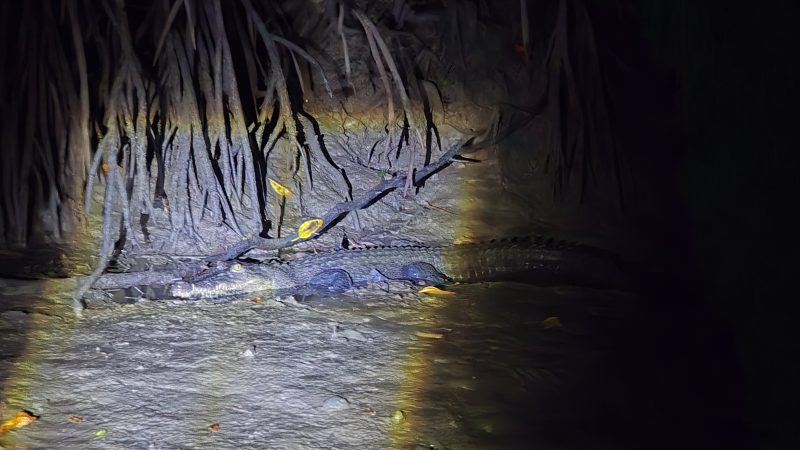 MANGROVE WILDLIFE & FIREFLIES – AJ Borneo Tours & Travels