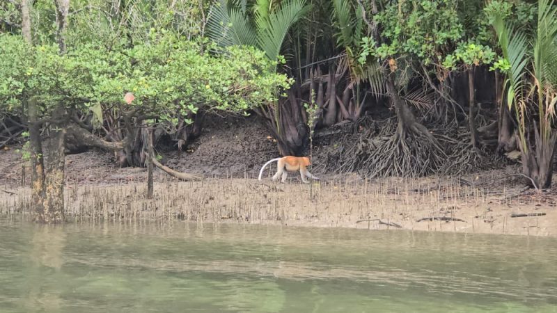 MANGROVE WILDLIFE & FIREFLIES – AJ Borneo Tours & Travels
