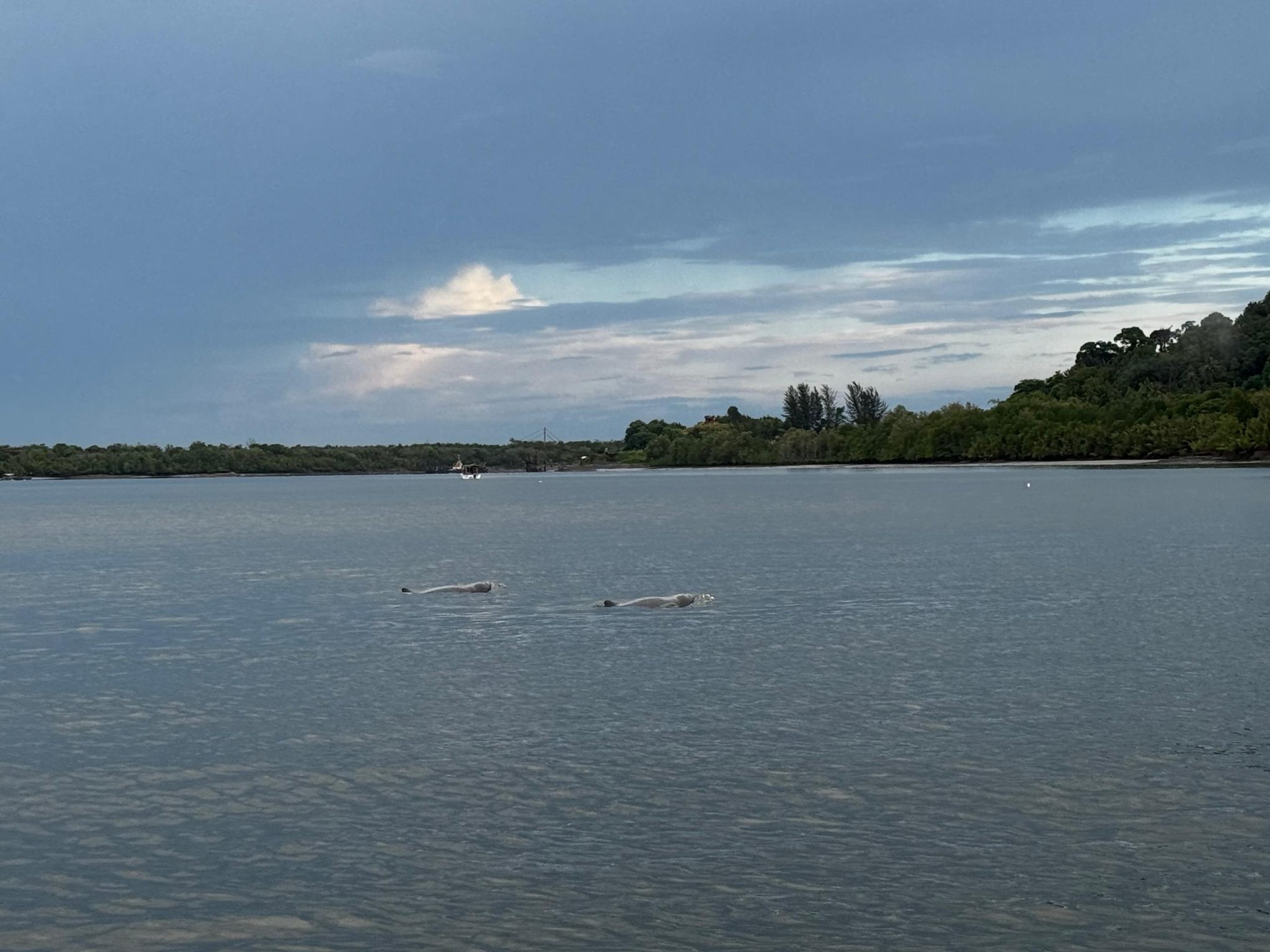 MANGROVE WILDLIFE & FIREFLIES – AJ Borneo Tours & Travels