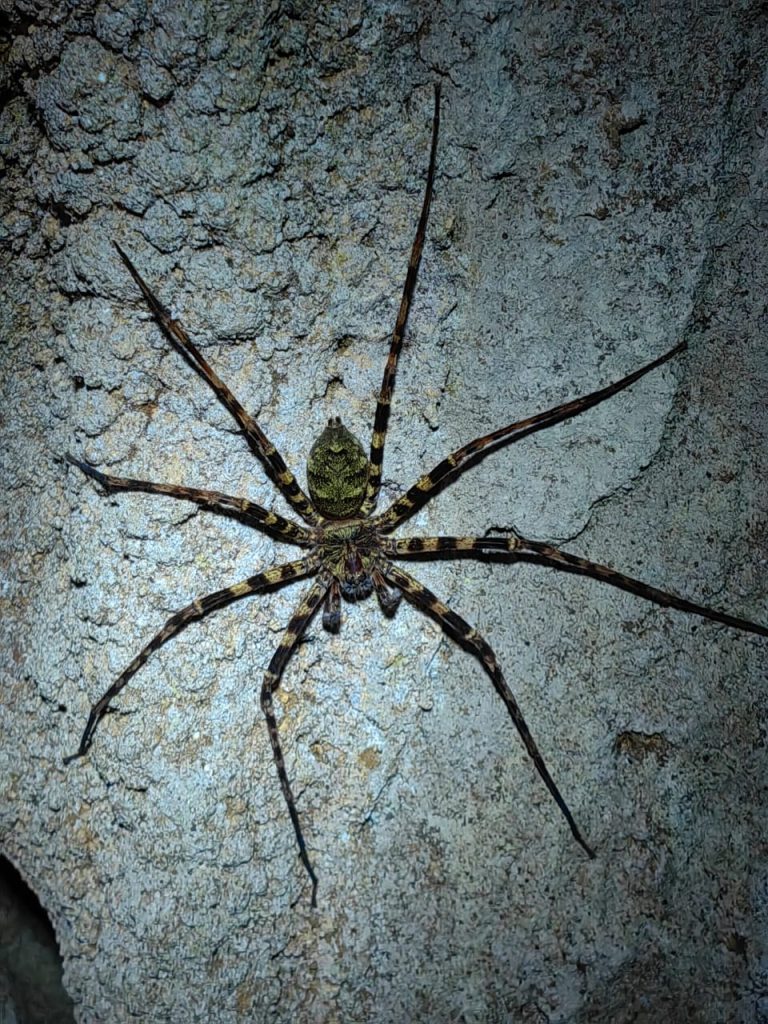 RAINFOREST CAVE ADVENTURE – AJ Borneo Tours & Travels